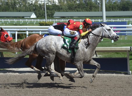 Stallion Roster - PHBA