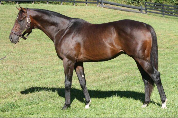 Stallion Roster - PHBA